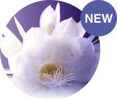 アーティストリー スキン NT™ スリーピング マスク | amwaylive